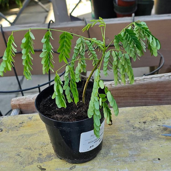 Royal Poinciana Tree | Flamboyant Tree | Seedling | Sapling - Etsy