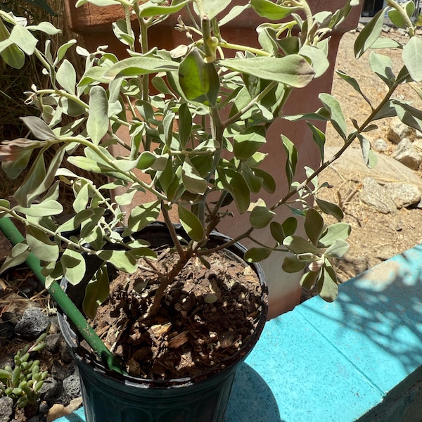 Compact Texas Sage, Leucophyllum Frutescens 'compactum', 1 Gallon Fully ...