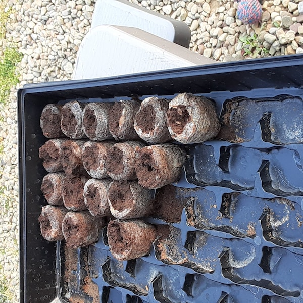 20pcs Hosta Plantaginea Fragrant Plantain Seeds Fire and Ice Shade Pink ...