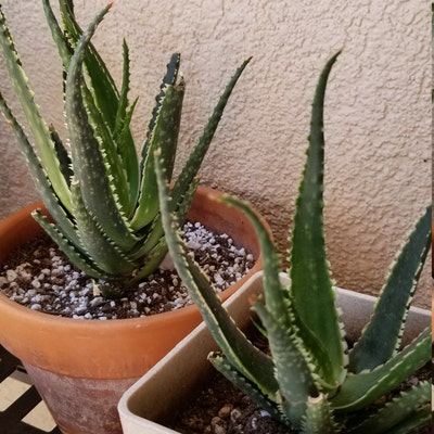 Aloe coral Fire One Plant Hybrid Fully Rooted - Etsy