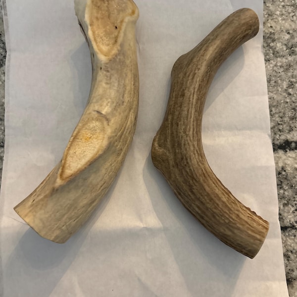 Bulk Packs Small Polished Deer Antler Crafting Tips /tines/points ...