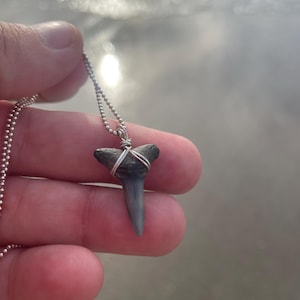 Shark Tooth Identification Guide, Instant Download, Fossil ID Card, Digital Download - Etsy