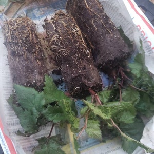 2 Raspberry Plants Joan J Completely Thornless Everbearing | Etsy