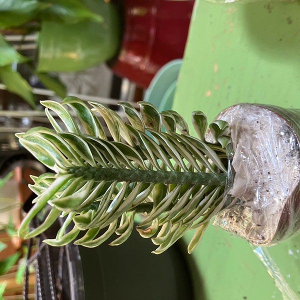 Devil's Backbone Variegated Plant 2" Pot - Etsy