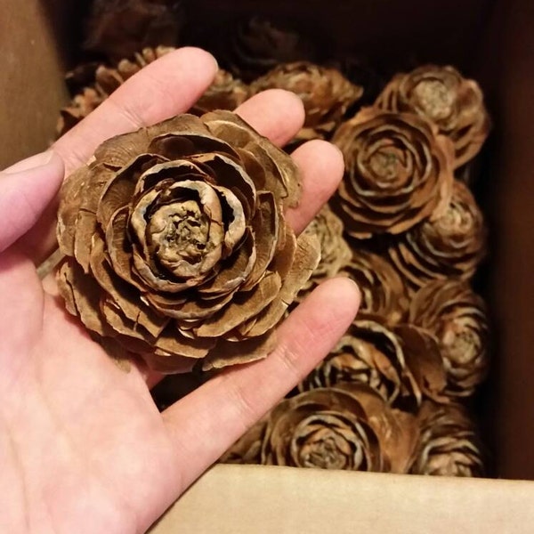 Deodar a Rare Cone , This is the Whole Deodar Pine Cone , 3 Beautiful ...