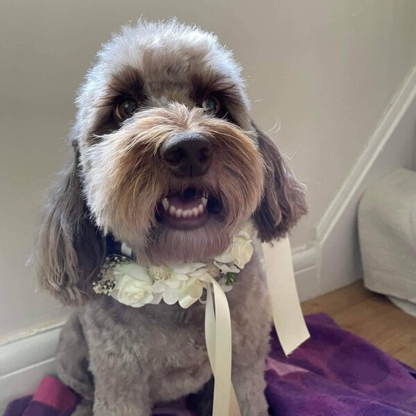 Sparkling Bunny and Chick Frill Dog Collar Dog Festivities Collar Great ...