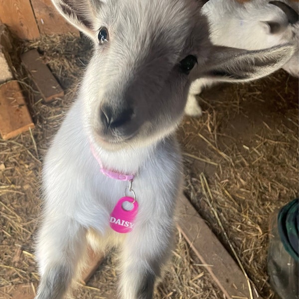Custom Goat and Sheep Collar Tags - Etsy