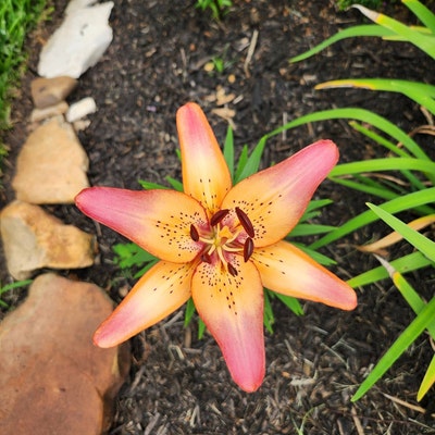 Clearance 20 Ixia Blue Bird Flower Bulbs From Easy to Grow - Etsy