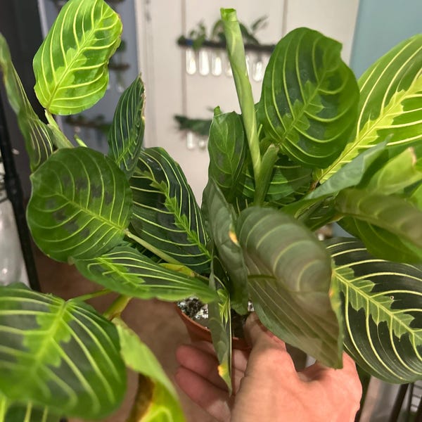 Large Neon Pothos Hanging House Plant Trailing Indoor Plant in 6 Pot - Etsy