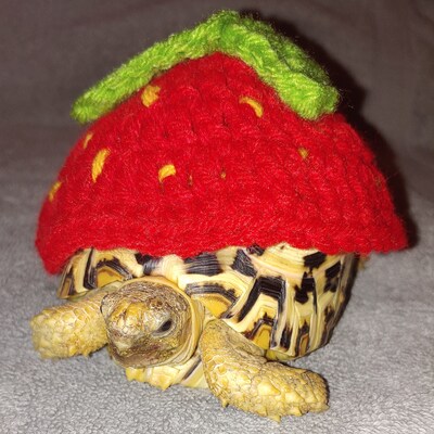 Crochet Strawberry Costume for Turtles/ Tortoises - Etsy