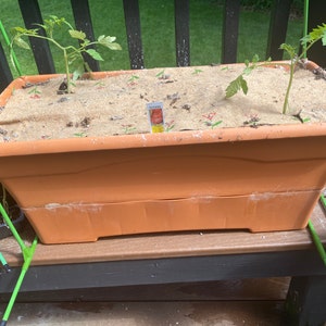 Hydrocotyle Vulgaris Copper Coin Plant Chinese Coin Plant - Etsy