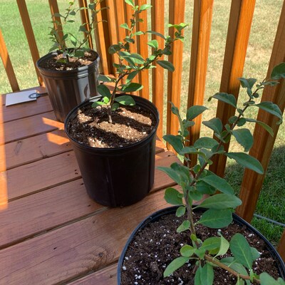 Chaenomeles Speciosa spitfire Flowering Quince Flowering Shrubs/plants ...