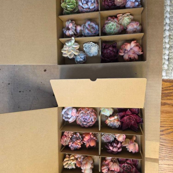 Random Mix DIY Rare Succulent Plants Live Pink Red Orange Green, 0.5-2 ...