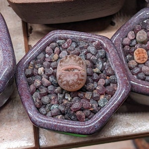 Plant 1 Dinteranthus.vanzylii L.lesliei Dinterops stonesthrow - Etsy