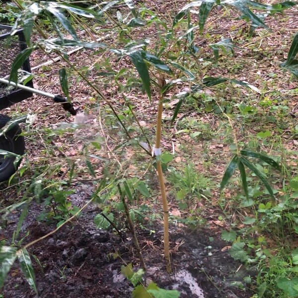 Asian Lemon Yellow Bamboo – Clumping Variety – NON-INVASIVE Bambusa ...