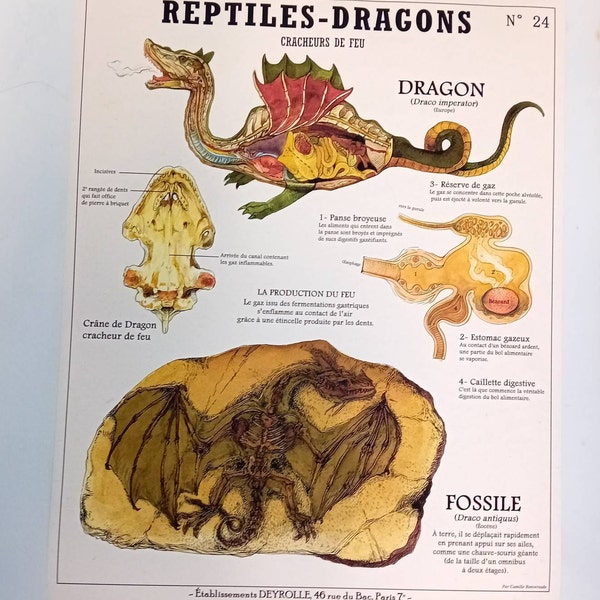 Large ANATOMY Plate of MELUSINE (60X80 Cm) "metamorphosis Deyrolle ...