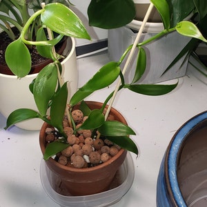 Live Musa Double Mahoi Banana Plant in 4 Inch Pot 8-12 Inches - Etsy