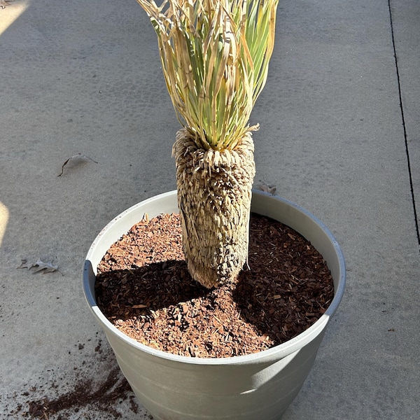 Large Yucca Rostrata Live Plant Yucca Tree 24 Inch to 30 Inch Hardy ...