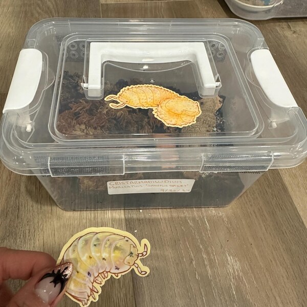 Isopods Vinyl Stickers - 10 Species Variants, Roly Poly, Pill Bug ...