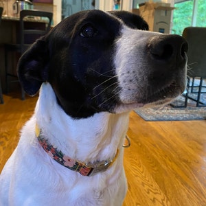 Rifle Paper Co Print Dog Collars 9 Cute Floral Trendy Patterns No ...