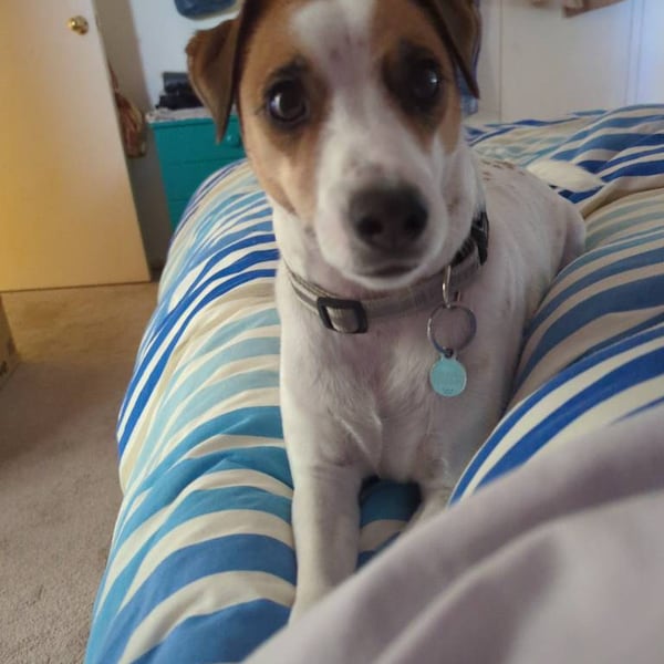 Dog Snuggle Bed Sewing Pattern and Tutorial PDF Dog Sleeping Sack Dog ...