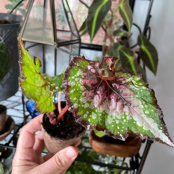 Jurassic Rex Begonia Watermelon Starter Plant ALL STARTER PLANTS ...
