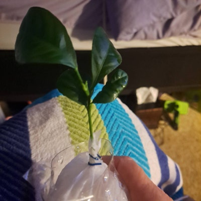 Meyer Lemon Seedling. Live Lemon Tree Sapling. Starter Plant From Seeds ...