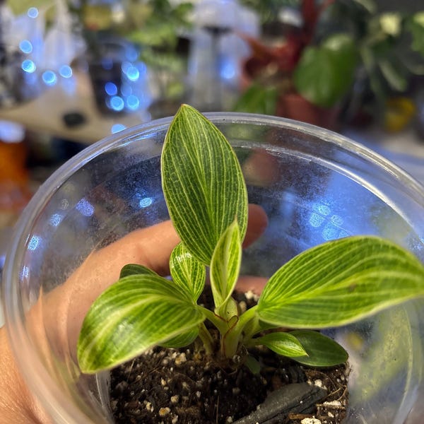 Philodendron Birkin Galaxy Starter Plant (ALL STARTER PLANTS Require ...