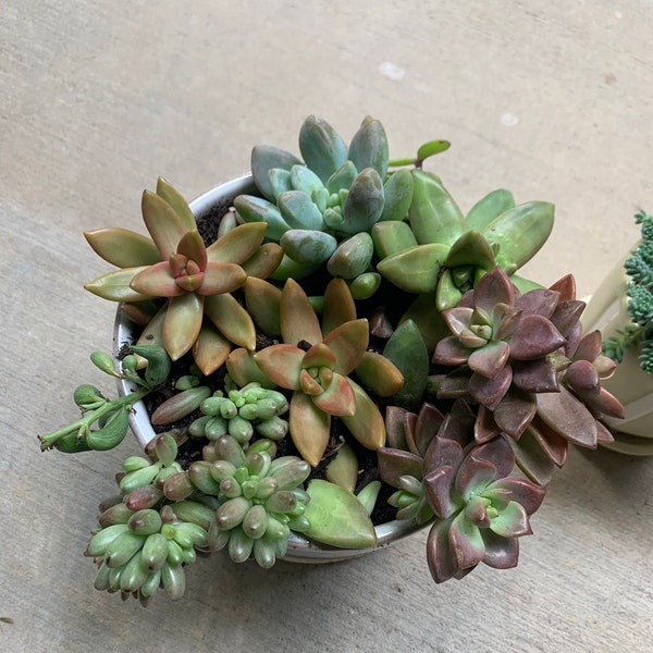 Rainbow Succulent Mix Plants, Colorful Succulent Mix, Bare Root, Diy ...