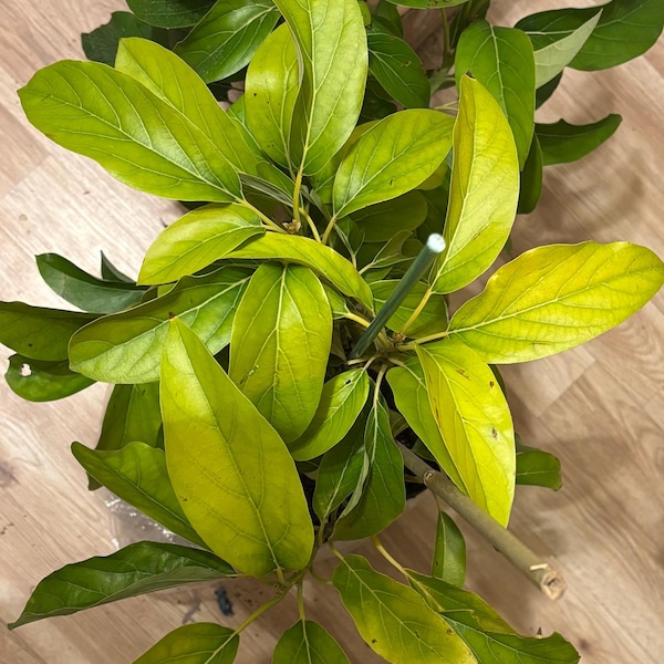 Fruit Cocktail Mango Tree - Grafted Tree - - 1 Feet Tall -grafted ...