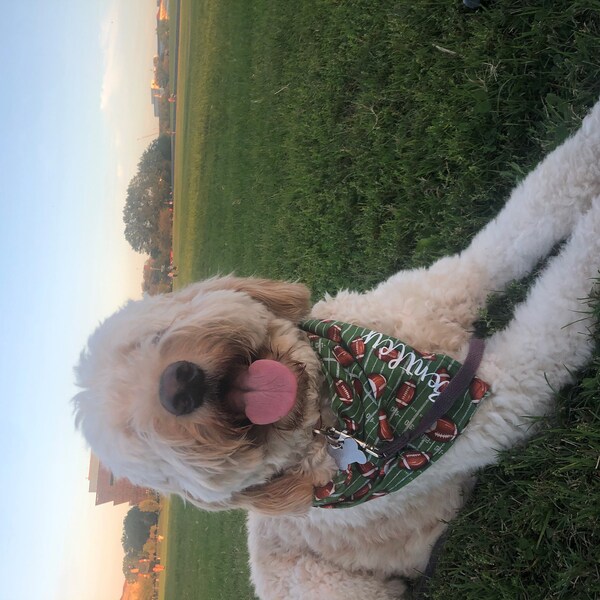 Starbucks Coffee Ring SVG File Digital Download Circle Starbucks Coffee ...