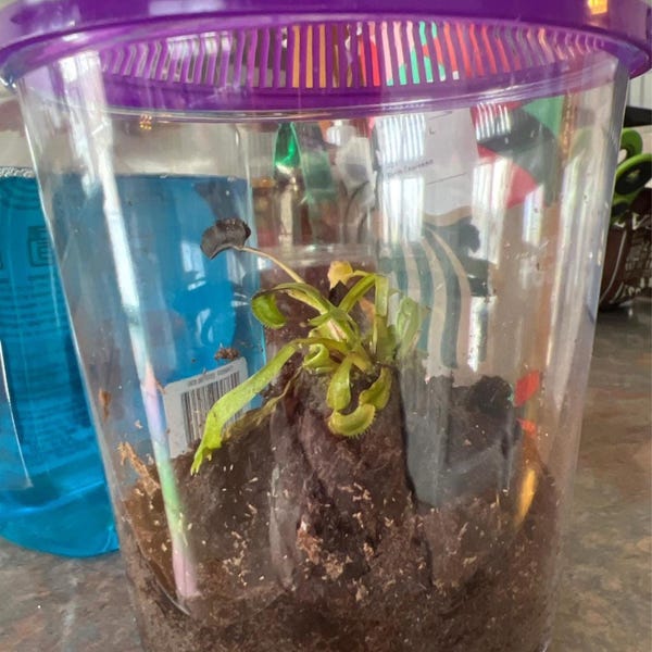 Live Venus Flytrap Plant Kit in 4.5 Terrarium Carnivorous Plant Food ...