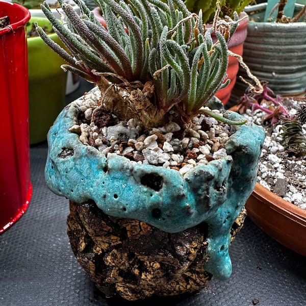 Rare Caudex, Phyllobolus Resurgens, Old Stem, Live Plant - Etsy