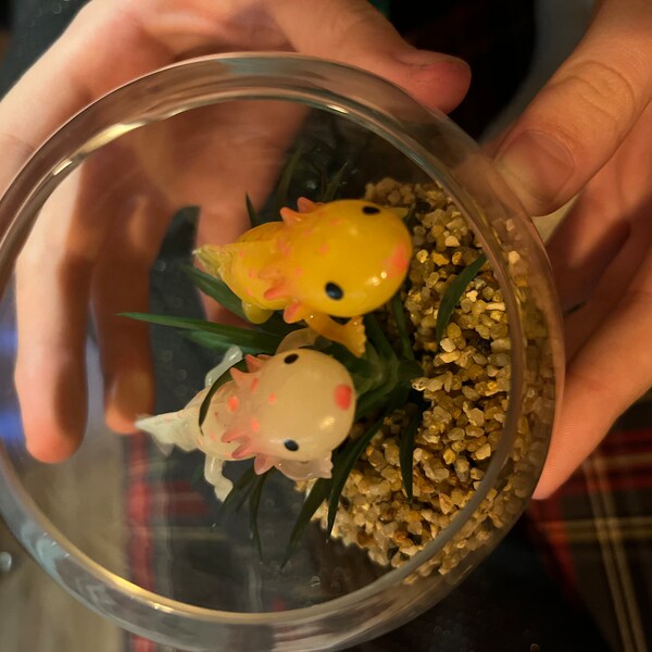 Mini Axolotl, Baby Axolotl, Squishy Stress Toy, Albino Axolotl, Axolotl ...