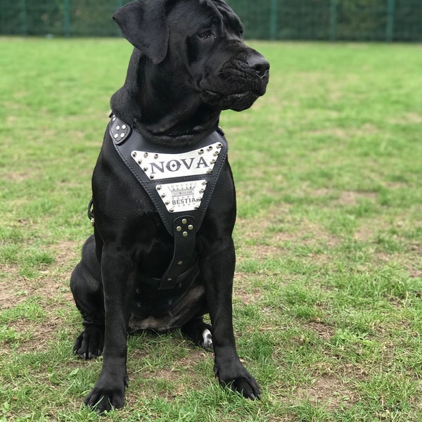 Personalized Leather Dog Harness, Engraved Stainless Steel, Padded ...