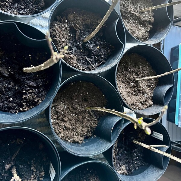 1 Eastern Redbud in a Quart Container - Etsy