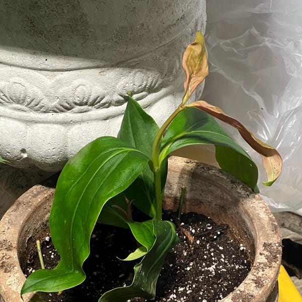 Royal Intenz Magnifica Medinilla Plant~~live Well Rooted Starter Plant ...
