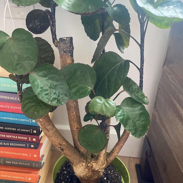 The 6 Inch Pot- Fabian Aralia Tree Stump Unique Bonsai Live Plant, 6 ...