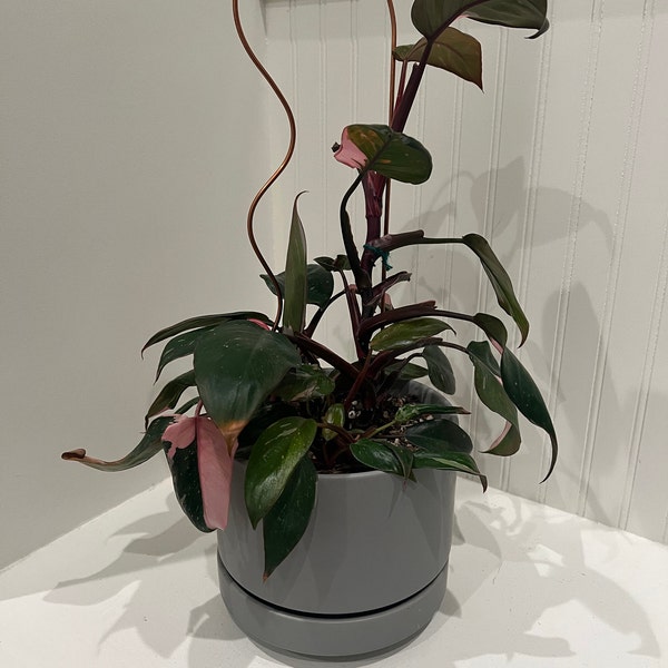 Plant Propagation Side Car Plant Buddy Test Tube Prop Station - Etsy