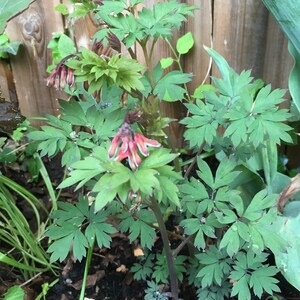 Walter Faxon Peony Pink Fragrant Spring Blooms Perennial - Etsy