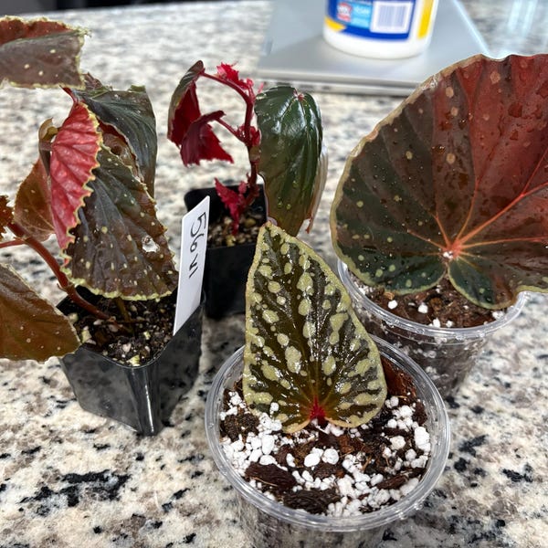 Variegated Philodendron Micans ‘mint’ (non-exact) - Etsy