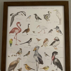 Bird Alphabet Poster | Etsy