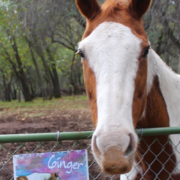 Custom Metal Western Horse Stall Signs , Personalized Equine Stall ...