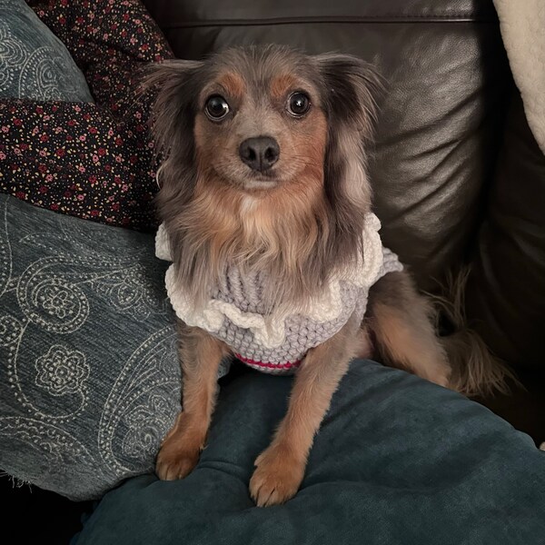 Creepy Clown Small Dog Sweater/ Halloween Costume Available in Four ...