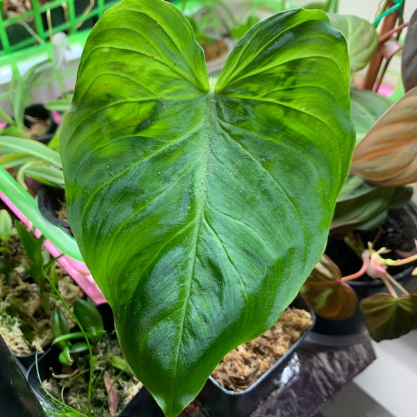 US Seller Philodendron Verrucosum Super 'mini' Red Back (cutting) - Etsy