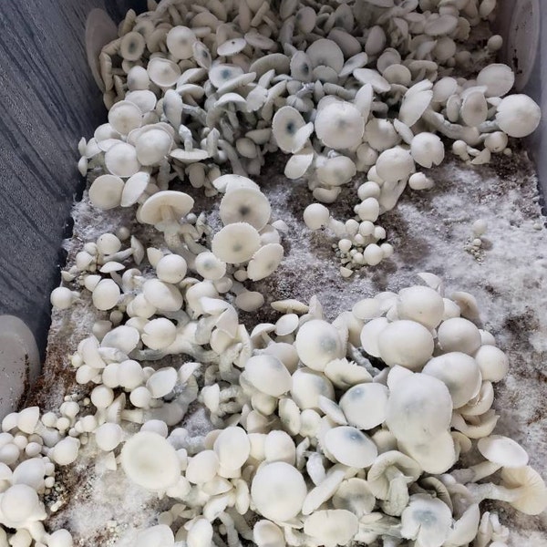 Twisted Tree C.V.G Mix - Pasteurized, Prehistoric Mushroom Growing ...