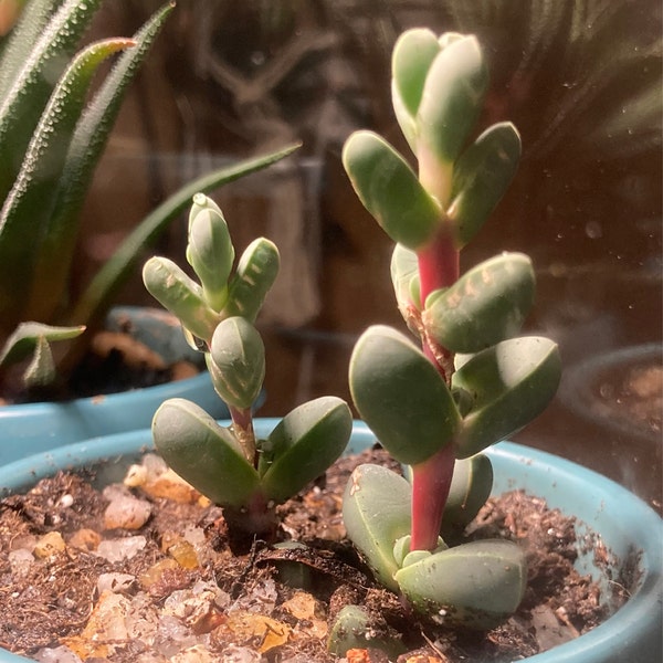 Alien Ice Plant - Delosperma Lehmannii - 2.5" Pot - A Real Cool ...