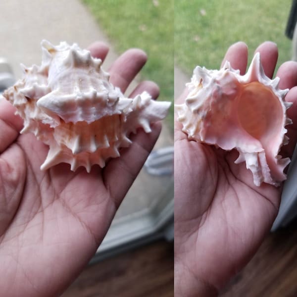 Pink Murex Shell-murex Shell-beach Wedding Decor-crafting Shells ...