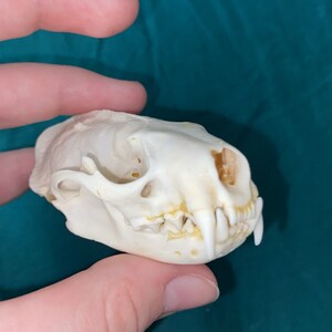 1PCS Real Fox Feet Articulated Bones Claws Paws Taxidermy Gift ...