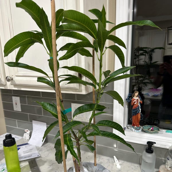 Mango MANILA, CARABAO, FILIPINO Tree, Grafted, 3gl - Etsy